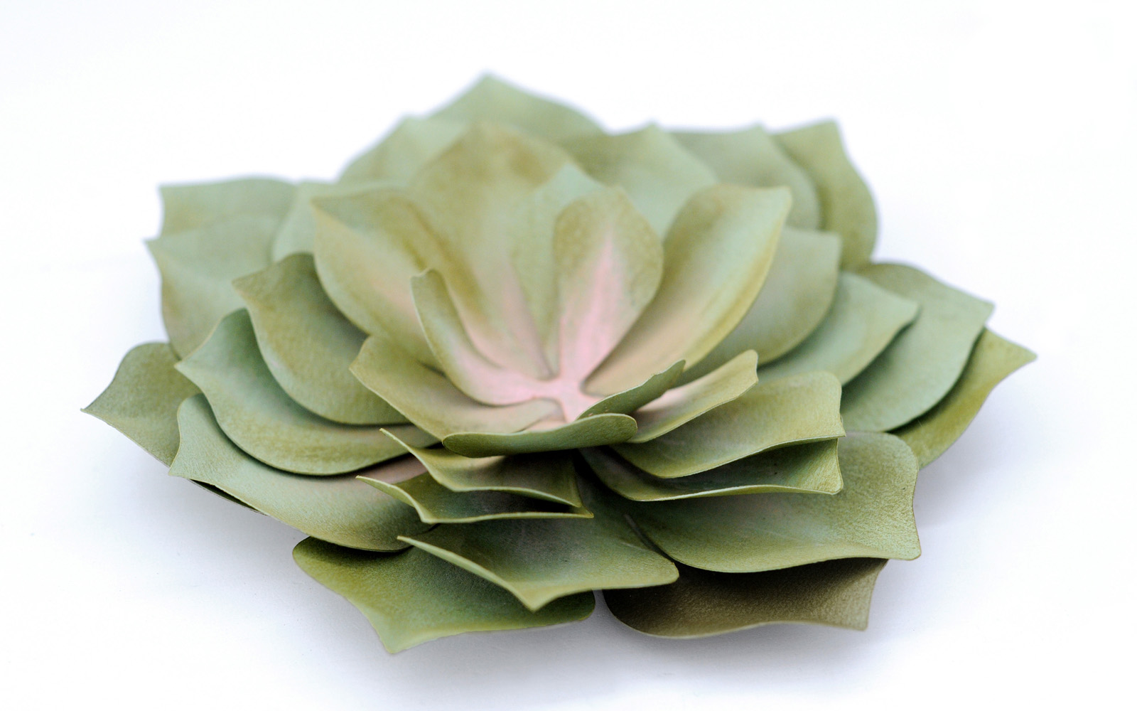 Evergreen succulents | Brother | Blog