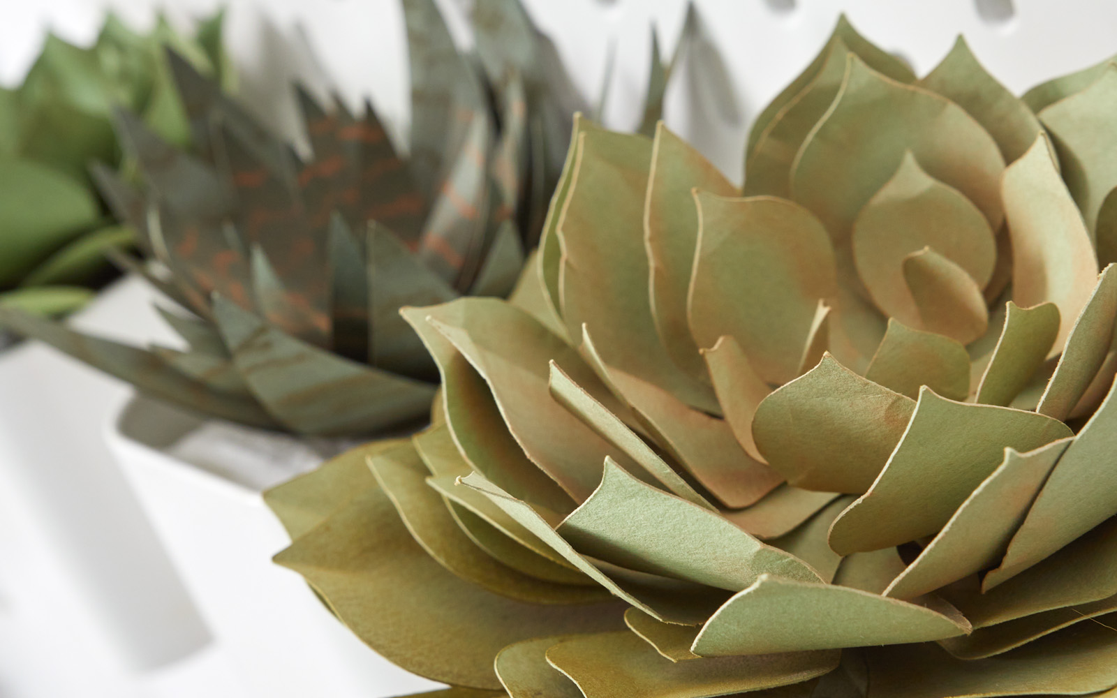 Evergreen succulents | Brother | Blog